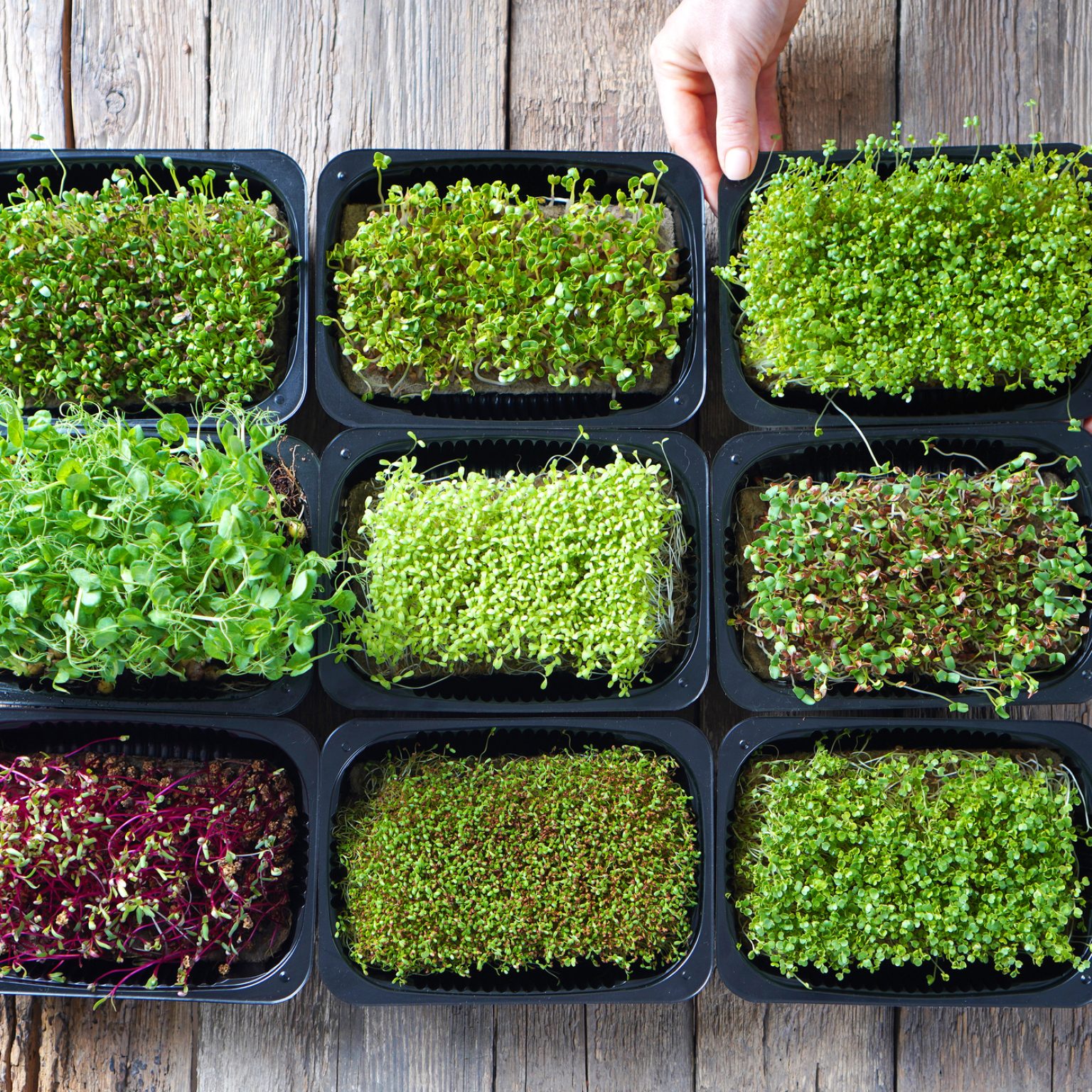 Healthy Microgreens - Delivered Naturally! | Natural Yield